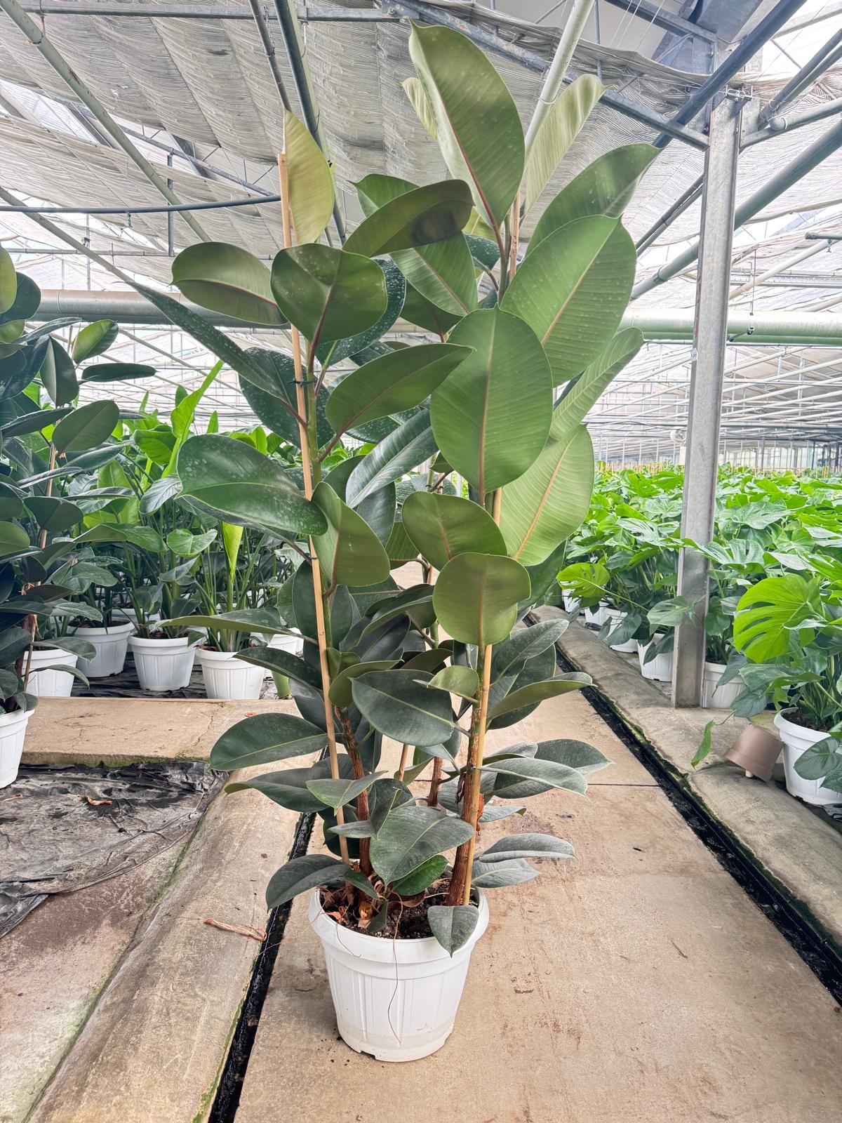 Florpagano - FICUS ROBUSTA DIAM. 35