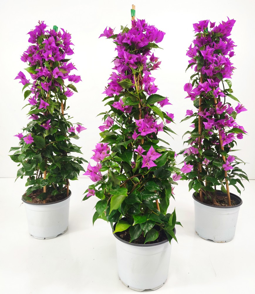 Florpagano - BOUGANVILLEA SANDERIANA PIRAMIDE DIAM. 19