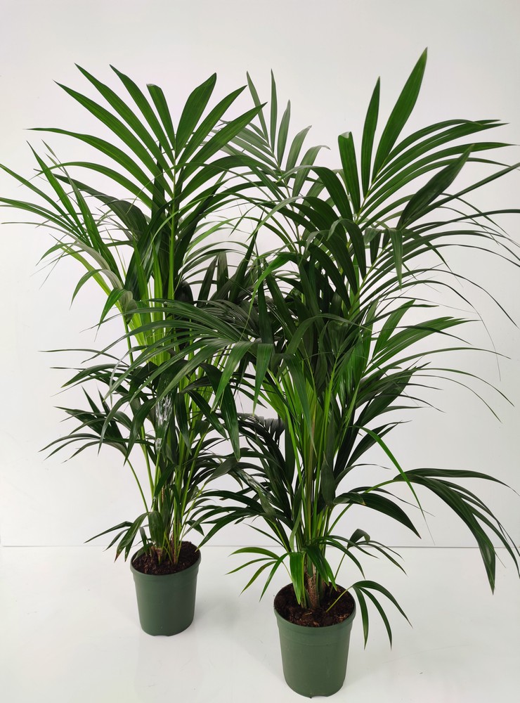 Florpagano - KENTIA FORSTERIANA DIAM. 21